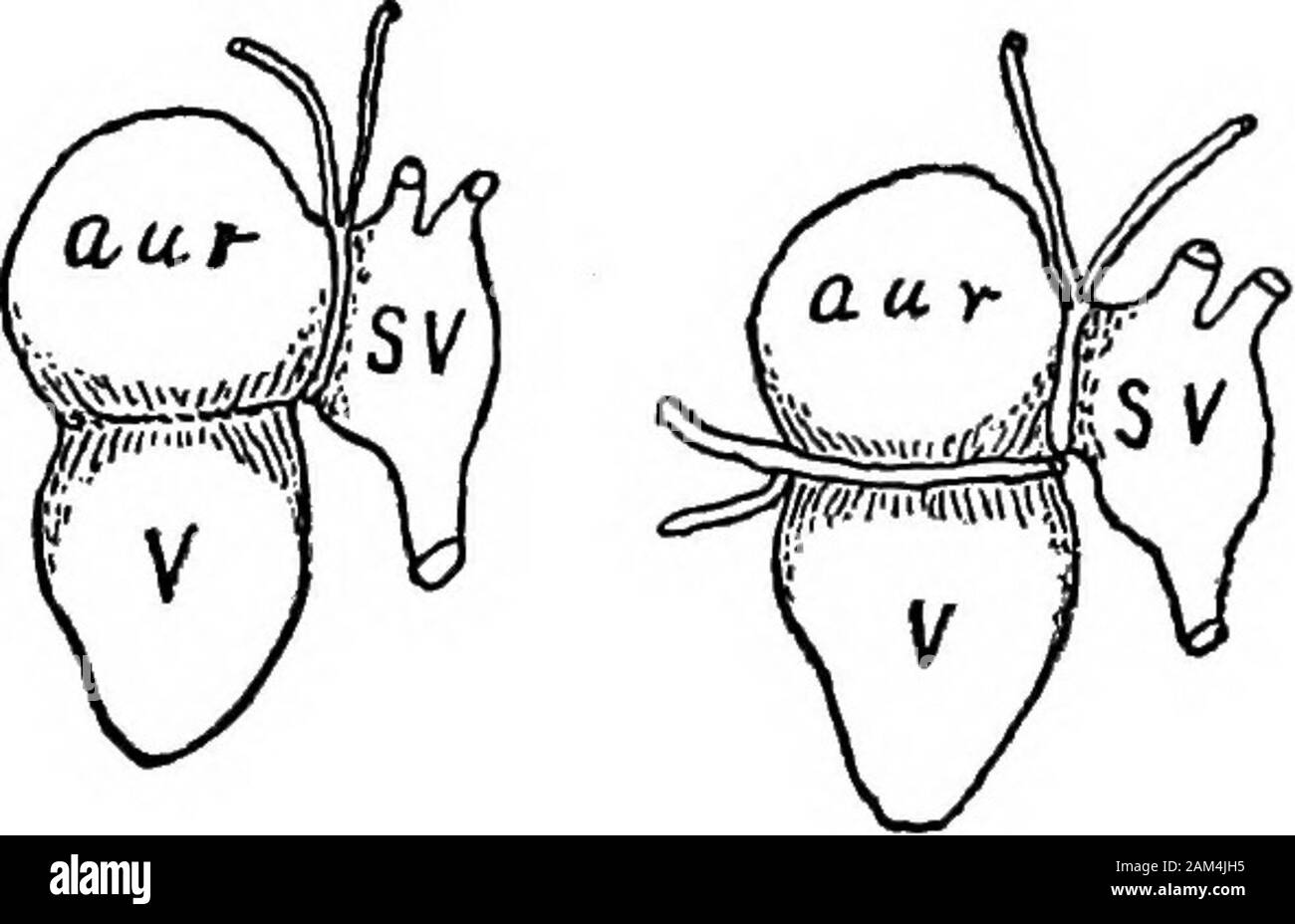 Elementary exercises in physiology . o. Similar or moresatisfactory ...