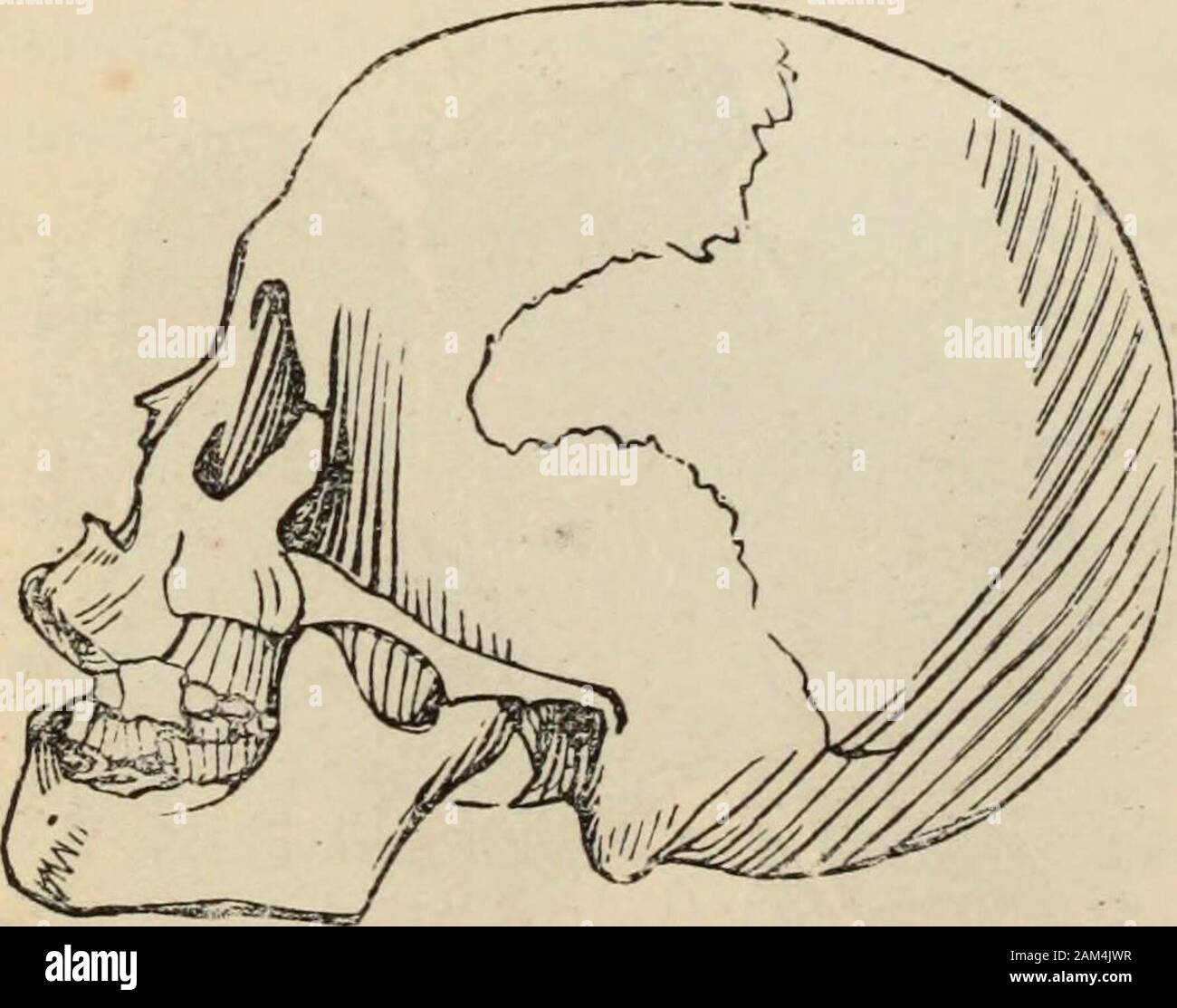 New Physiognomy : or signs of character, as manifested through ...