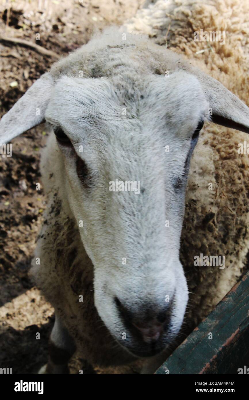 A goat at Ardasta Garden zoo and in Nassau, New Providence, the Bahamas ...