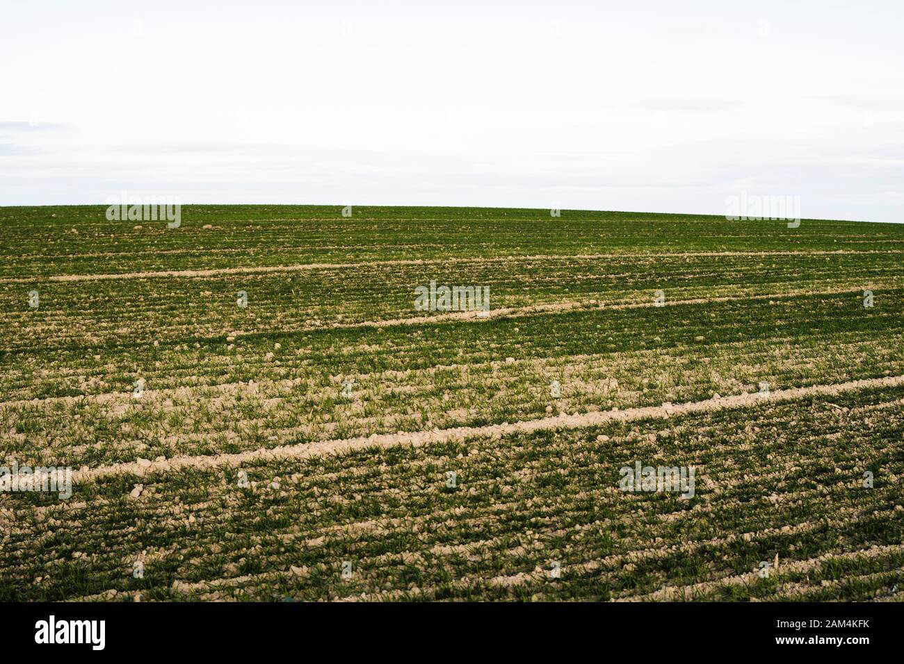 Field of young wheat seedlings growing in autumn. Young green wheat ...