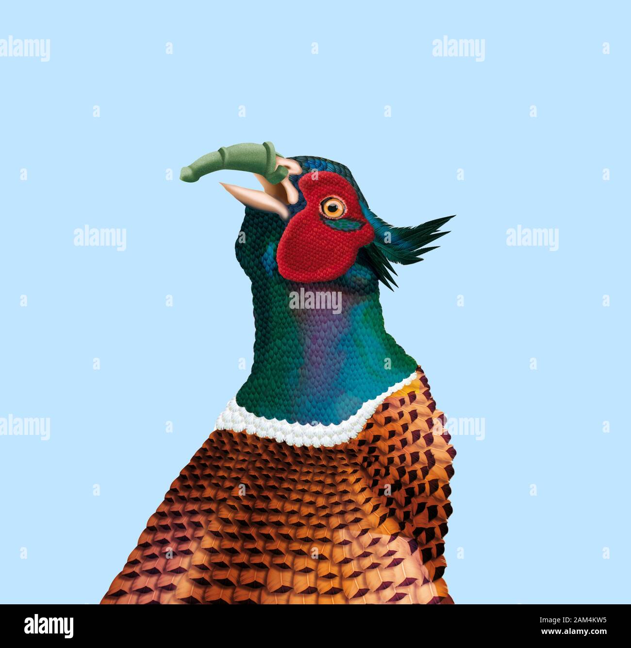 Pheasant realistic illustration Stock Photo - Alamy