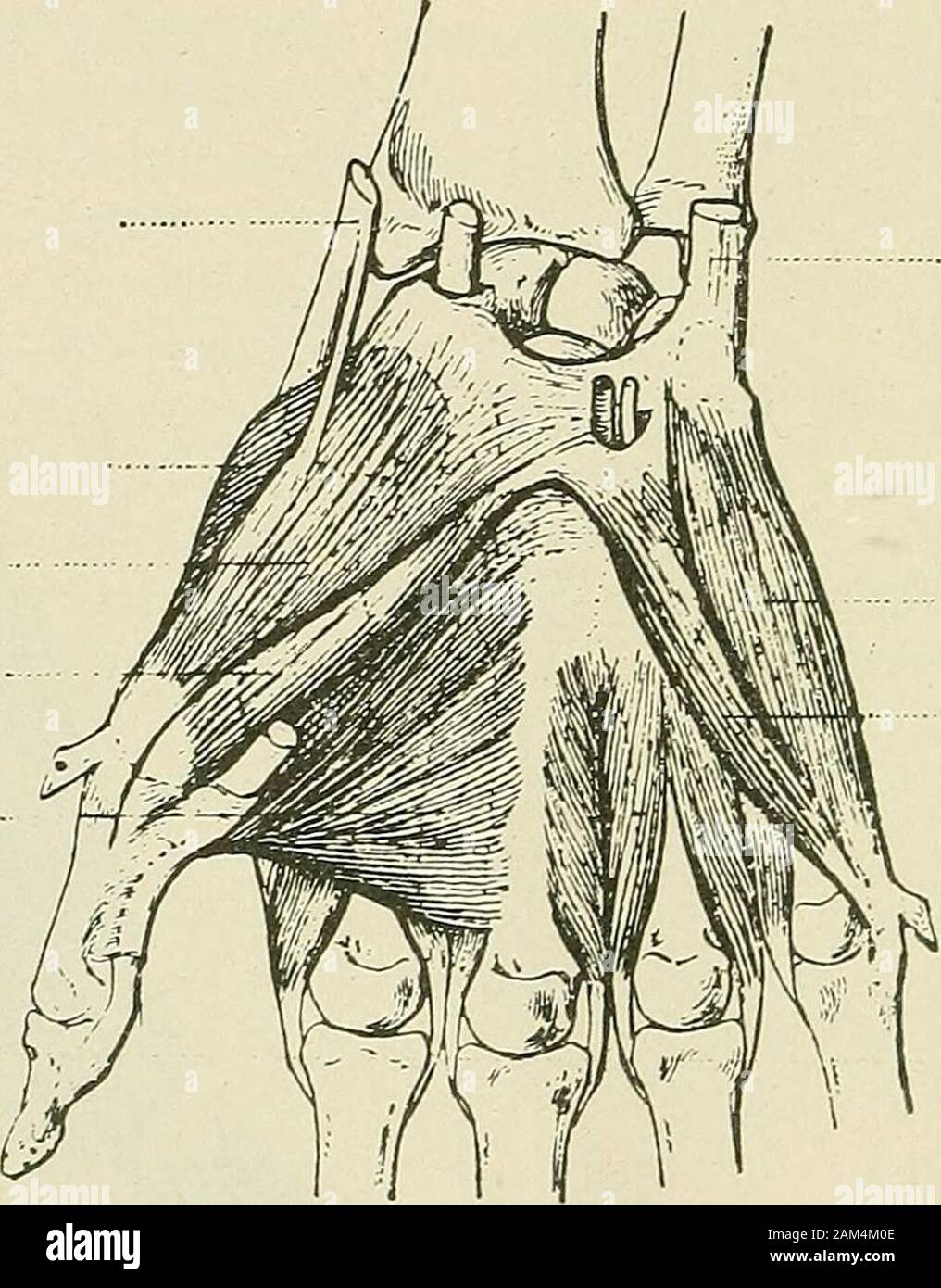 Medical and surgical therapy . nd phalanx on thefirst, the third ...
