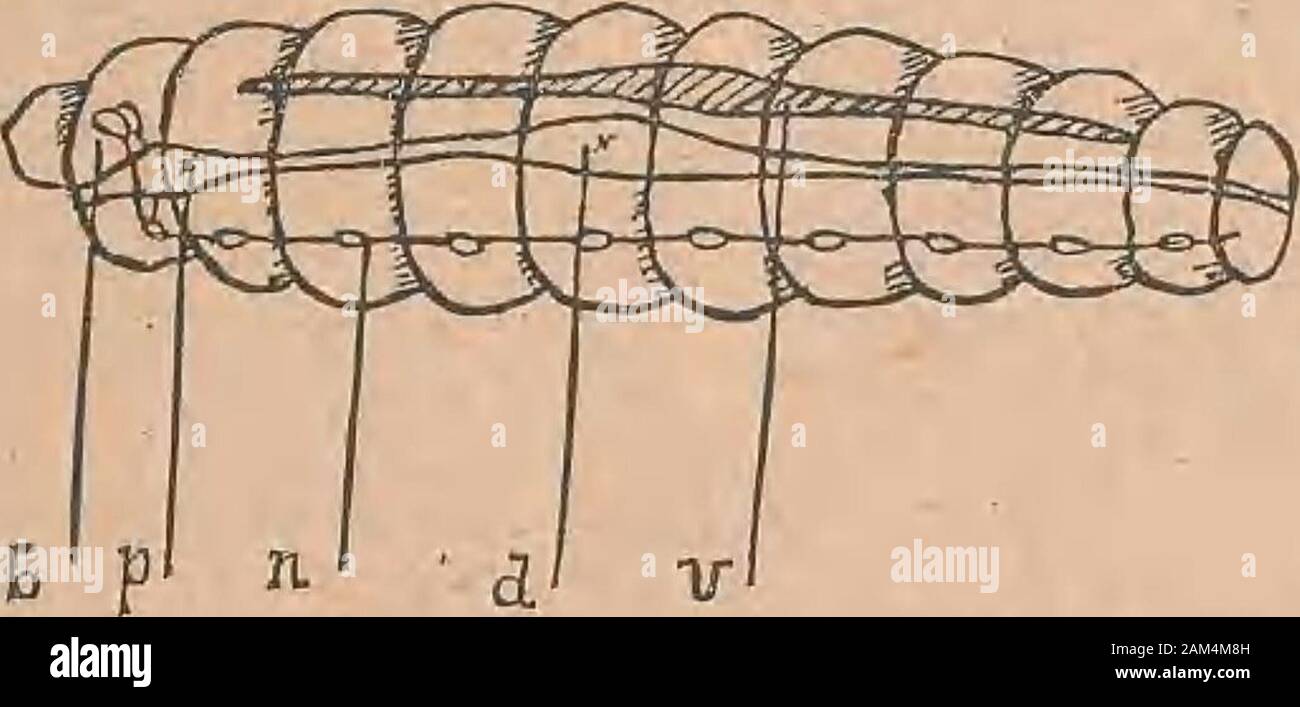 Lumbricus Longitudinal Section