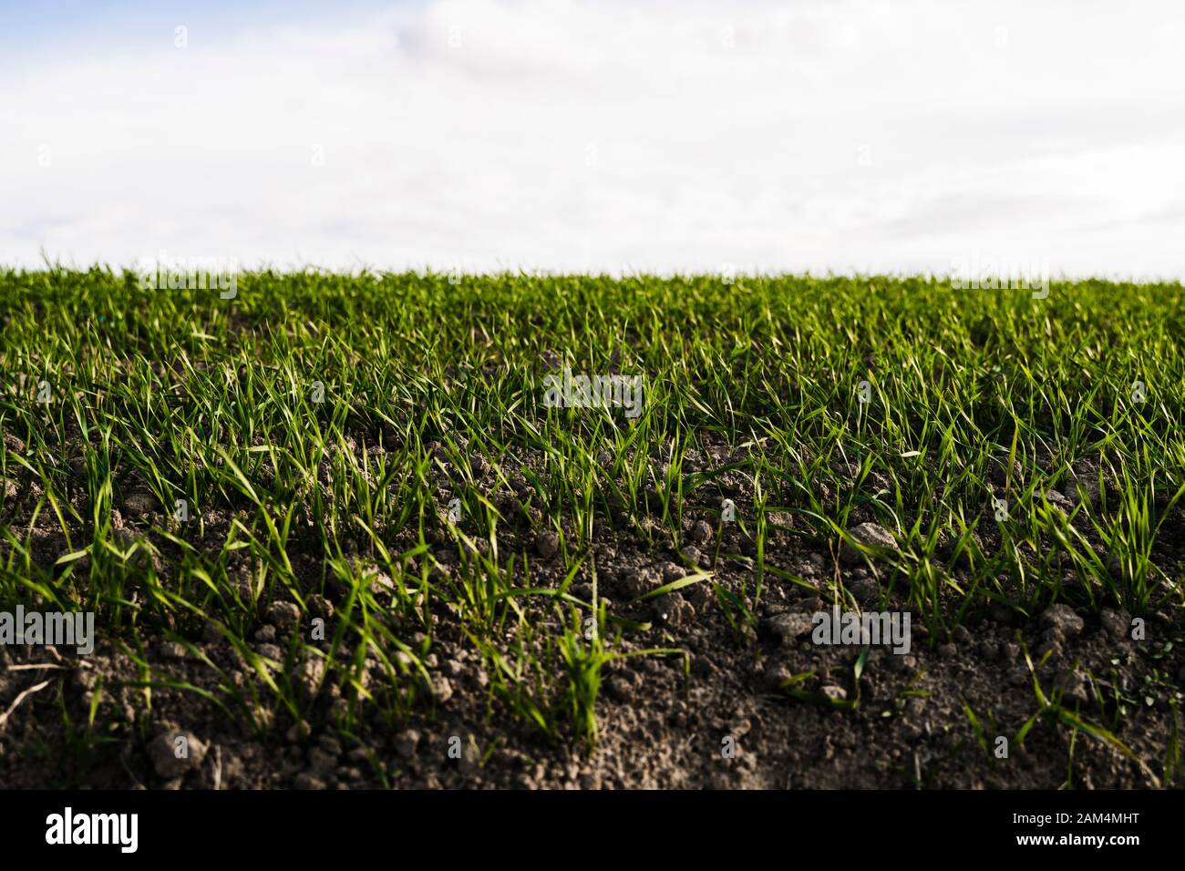 Field of young wheat seedlings growing in autumn. Young green wheat ...