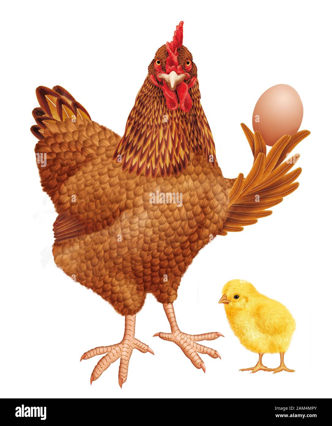 Hen chicken realistic illustration Stock Photo - Alamy