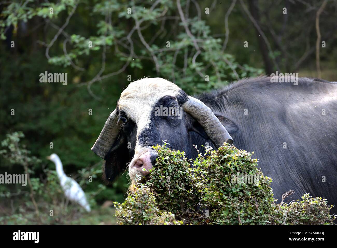 Large water buffalo eating the bush Stock Photo - Alamy