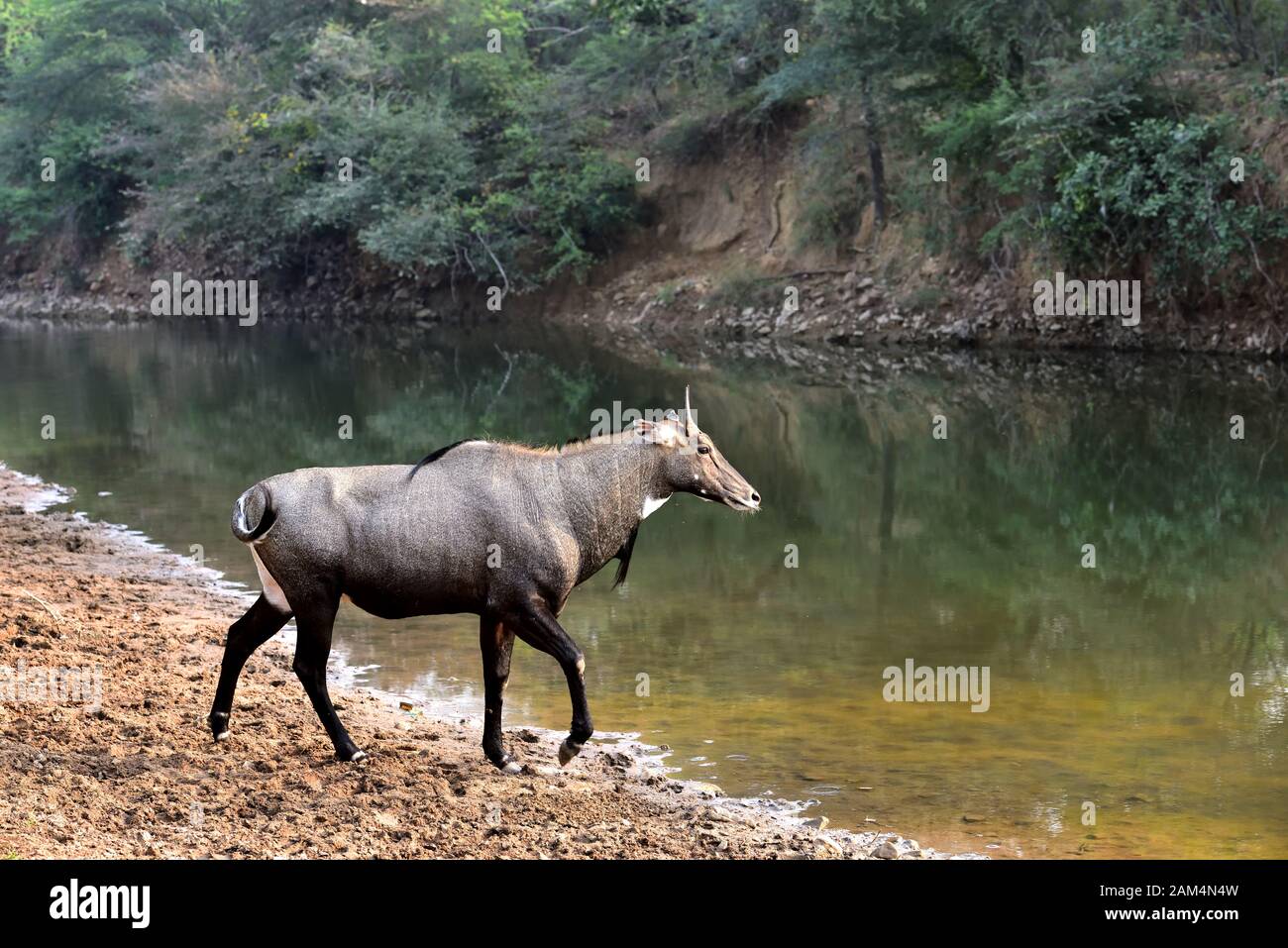 Male Blue deer walking on the river bank Stock Photo - Alamy