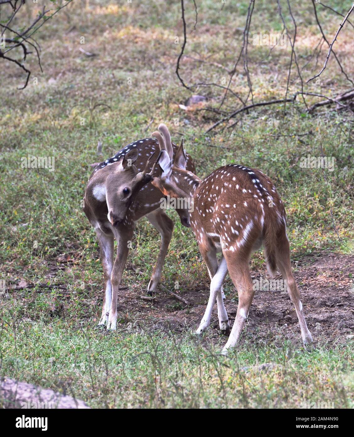 Two Spotted deer fighting with each other Stock Photo - Alamy