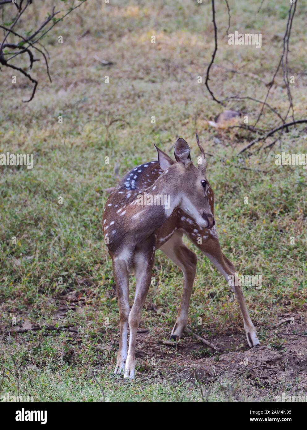 Spotted deer having a good scratch Stock Photo - Alamy