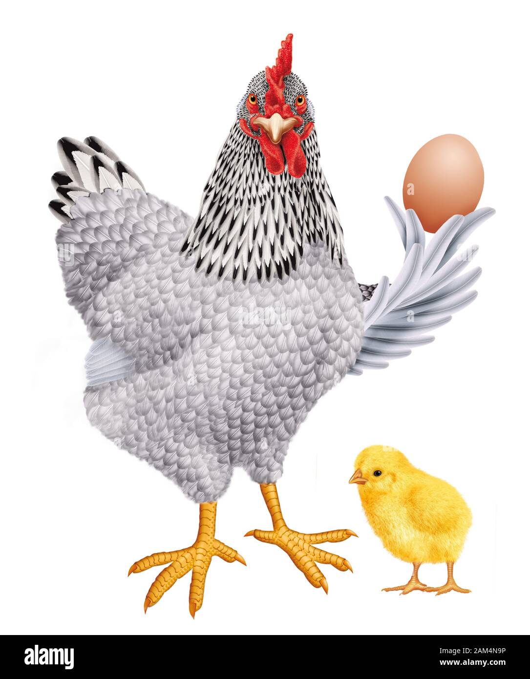 Hen chicken realistic illustration Stock Photo - Alamy