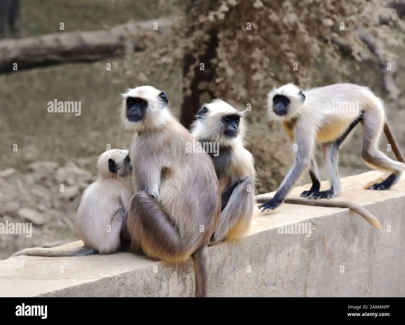 Family of Tiger Tailed Monkeys sat on the roadside Stock Photo - Alamy
