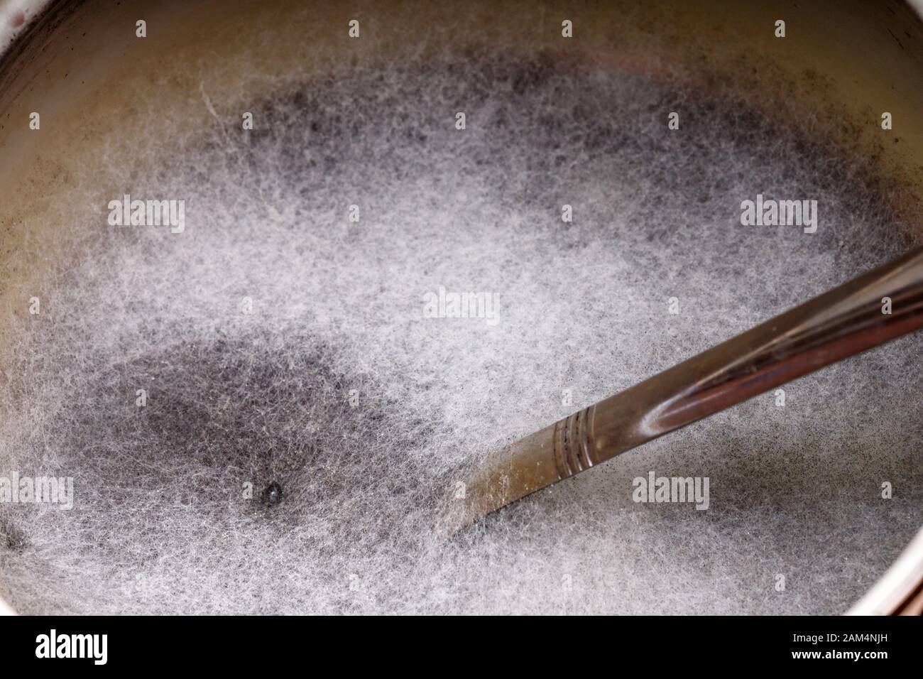 Mold moldy mold hi-res stock photography and images - Alamy