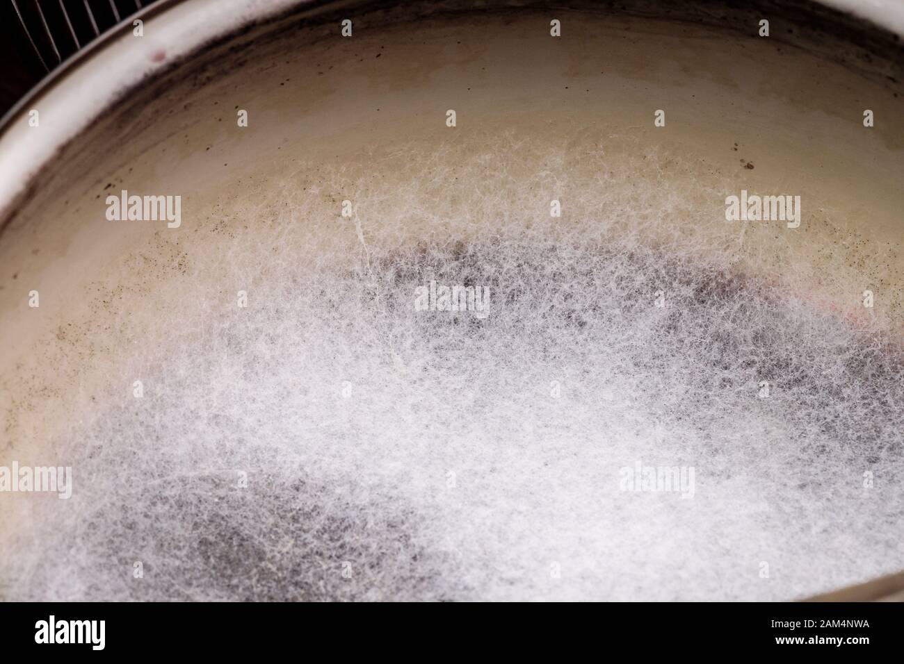 Penicillin mold bacteria hi-res stock photography and images - Alamy
