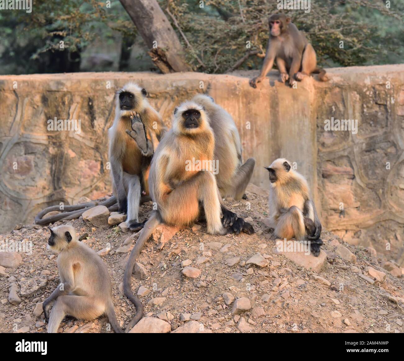 Family of Tiger Tailed Monkeys sat on the roadside Stock Photo - Alamy