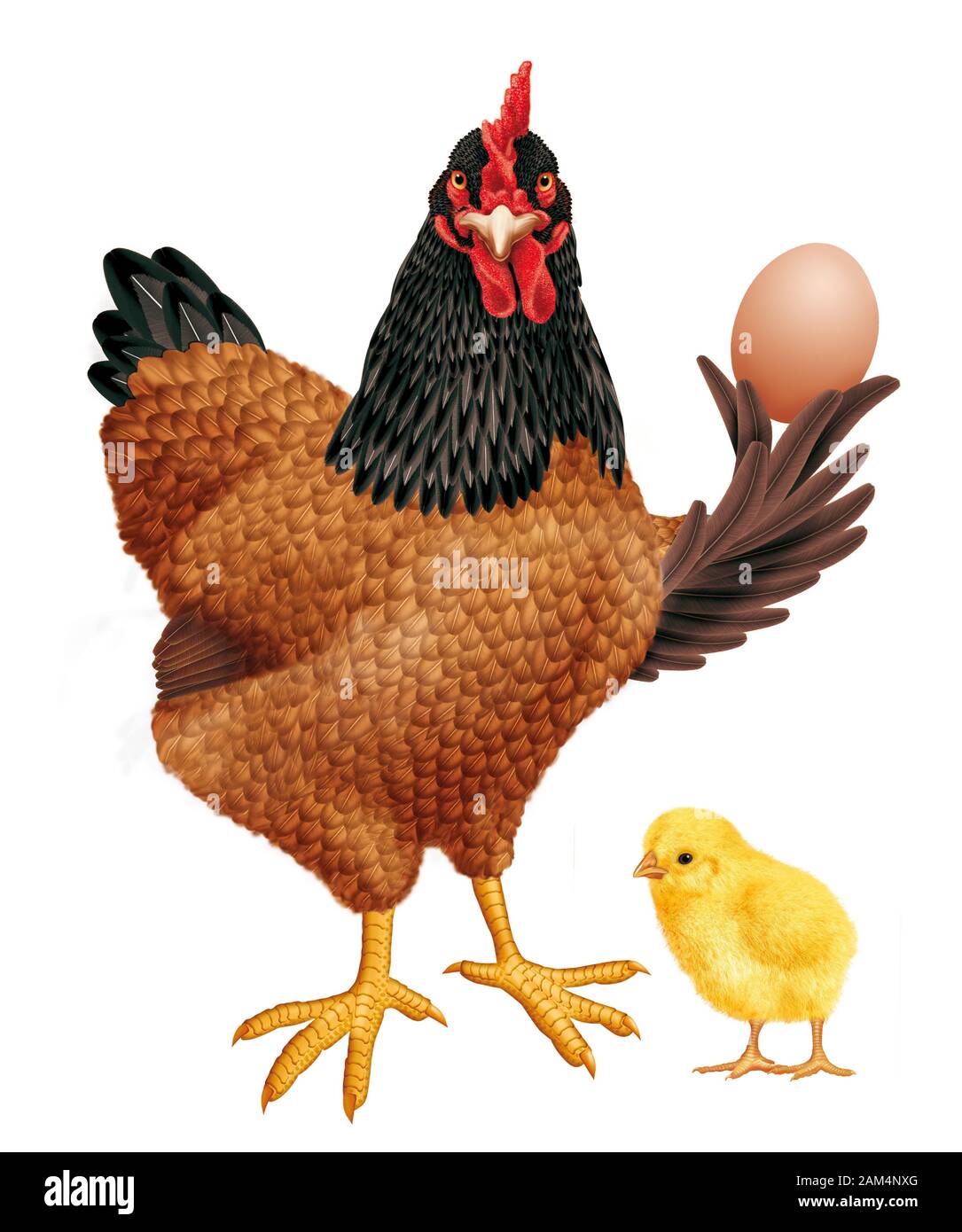 Hen chicken realistic illustration Stock Photo - Alamy