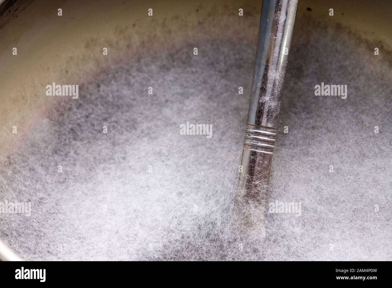 Mold moldy mold hi-res stock photography and images - Alamy