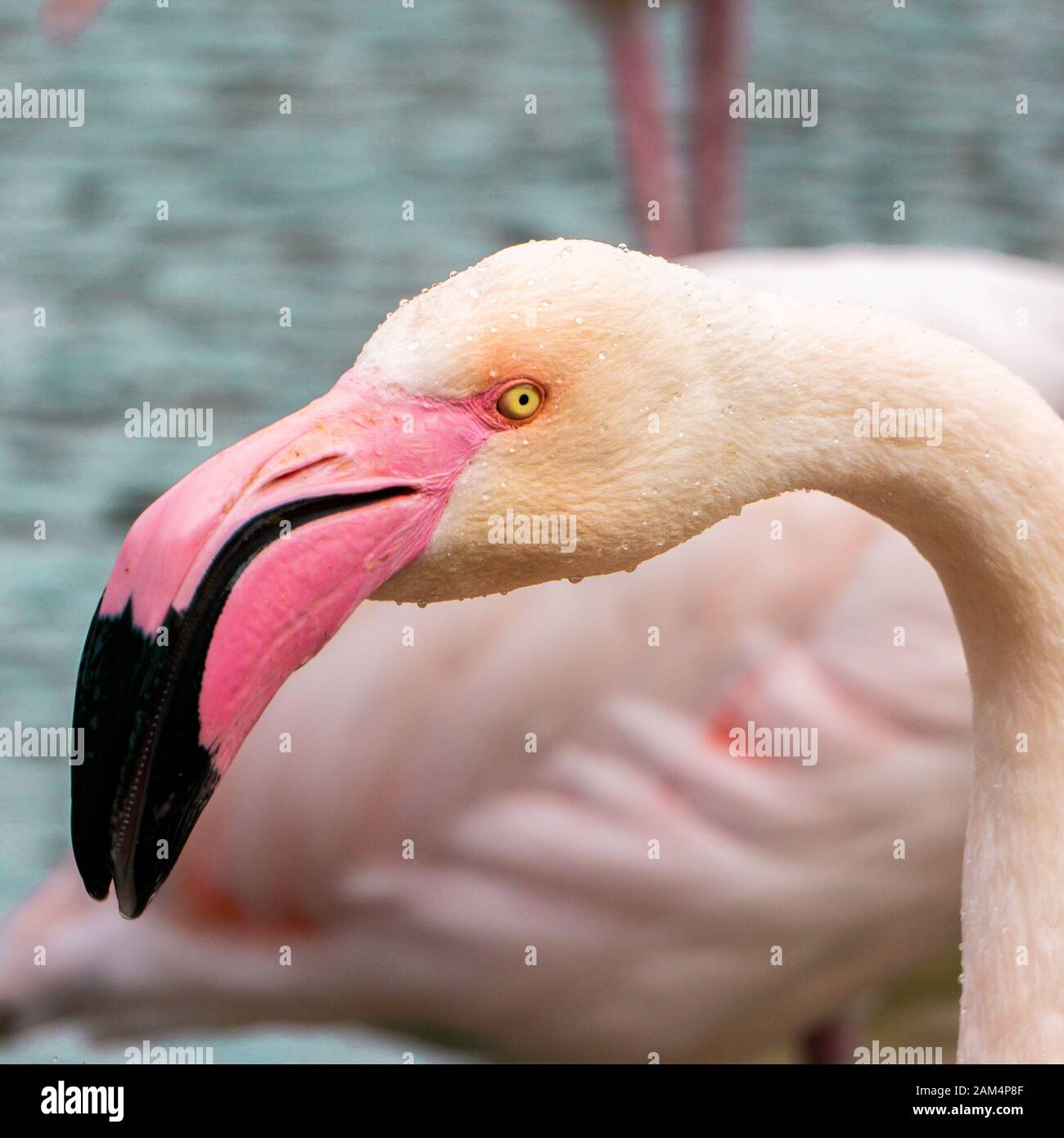 Pink flamingo giving the beady eye Stock Photo - Alamy