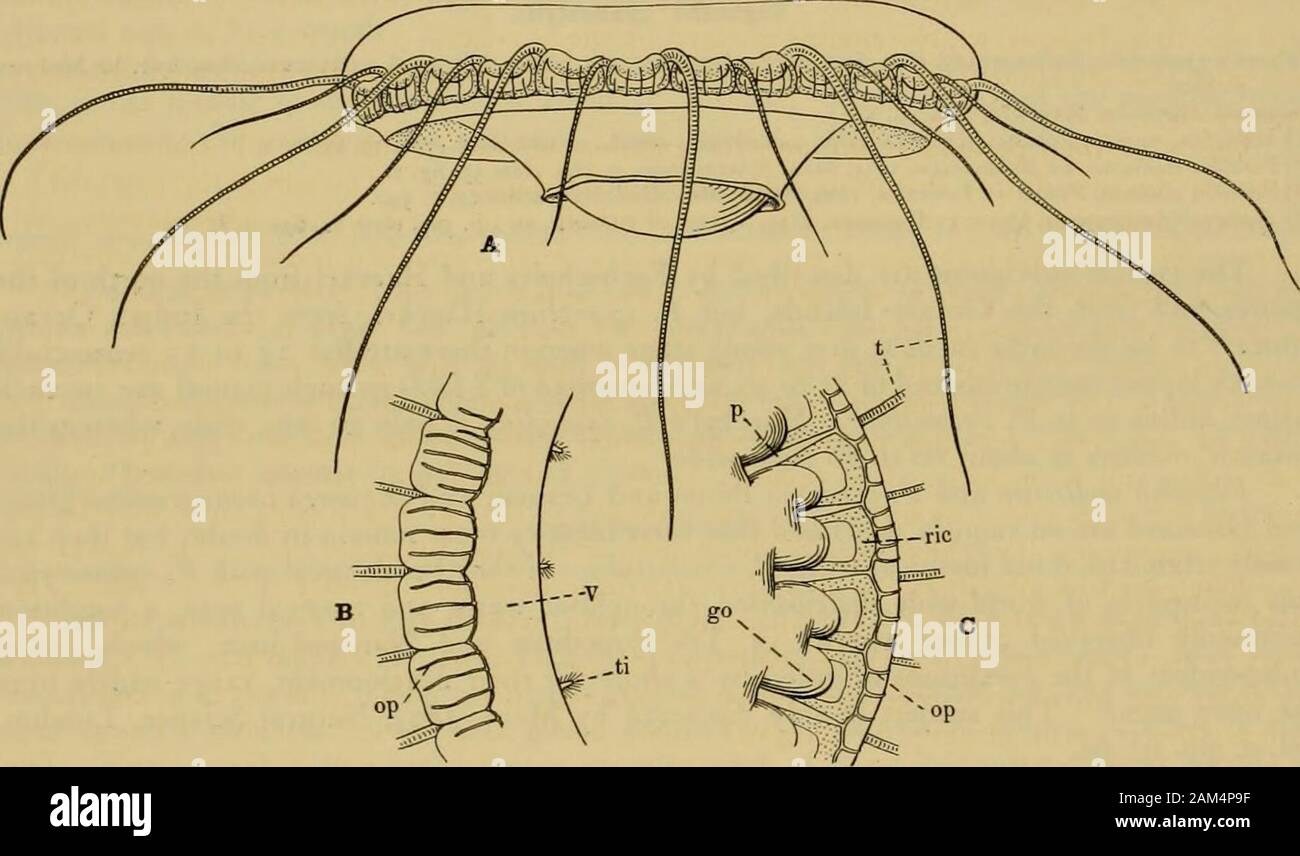 Medusae of the world . RLD. The velum is simple, annular, and provided ...