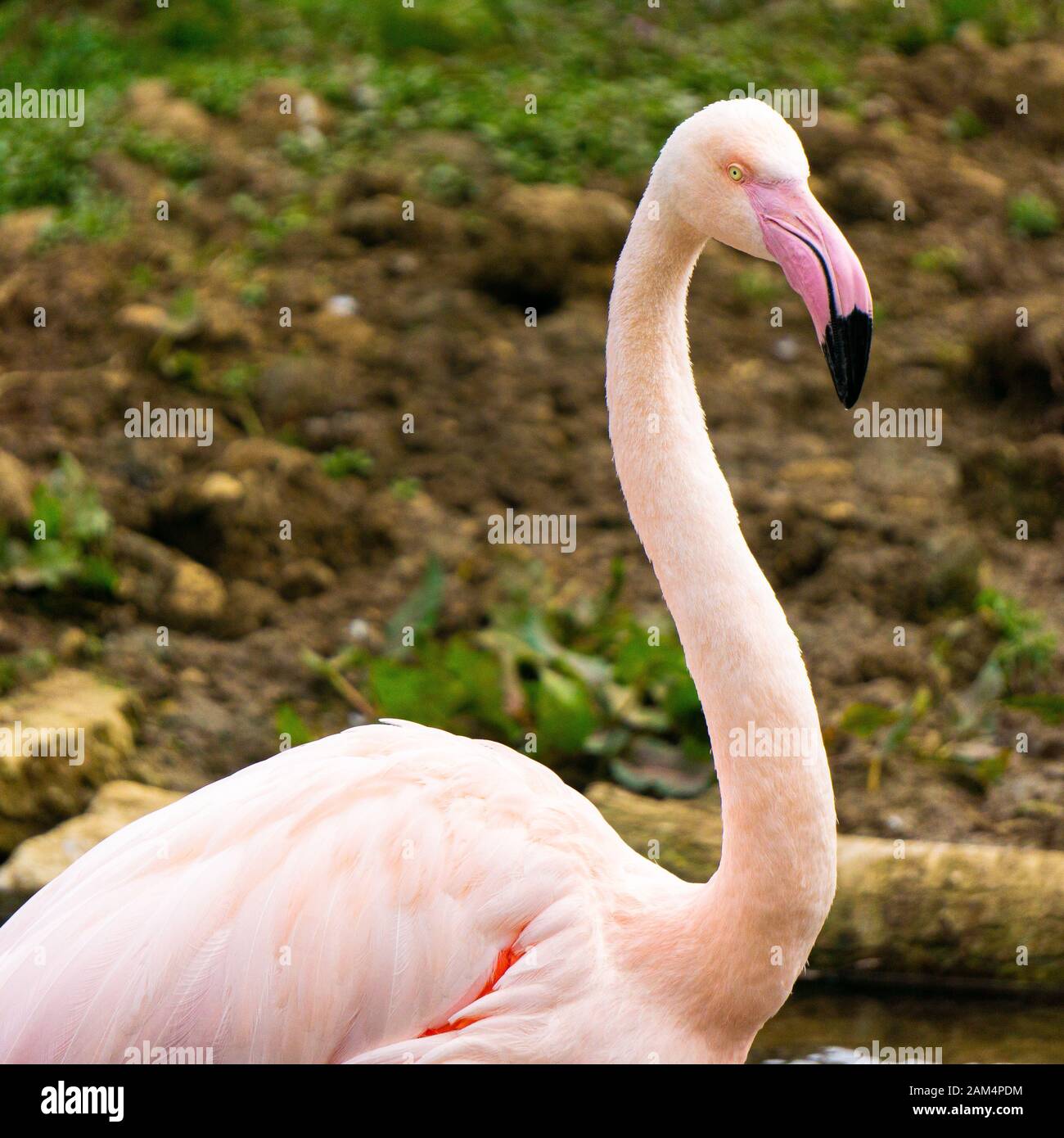 Single flamingo at a wildlife park Stock Photo - Alamy