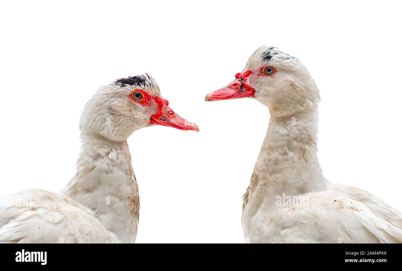 Moscow duck isolated on a white background Stock Photo - Alamy