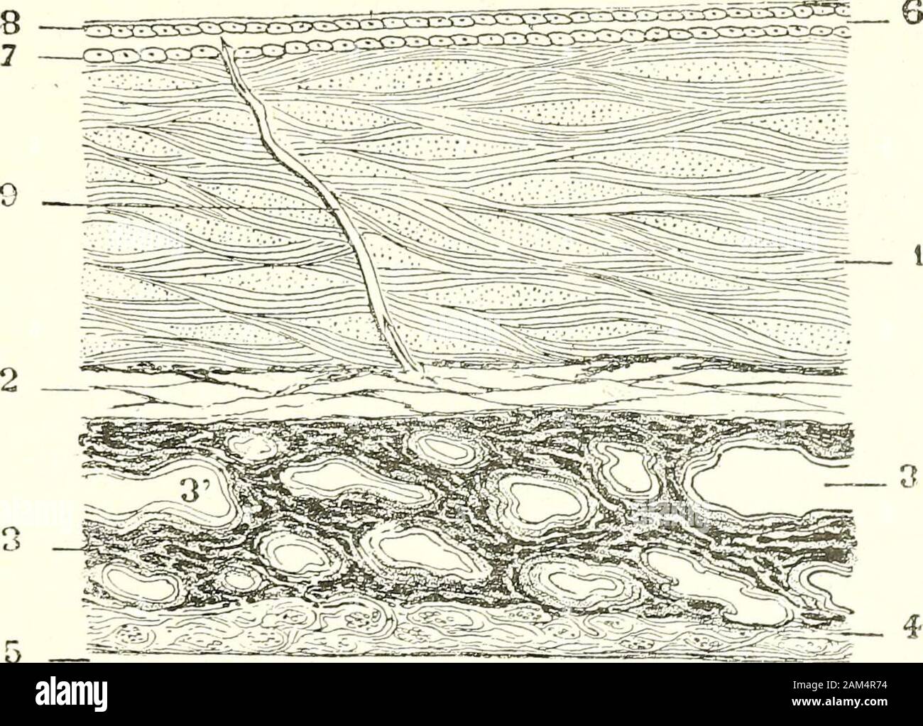 Choroide hi-res stock photography and images - Alamy