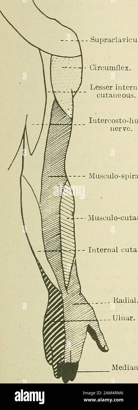 Lesión muscular hi-res stock photography and images - Alamy