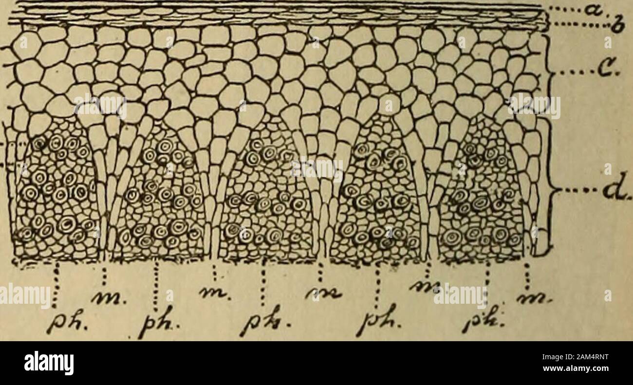 Cotton root bark hi-res stock photography and images - Alamy