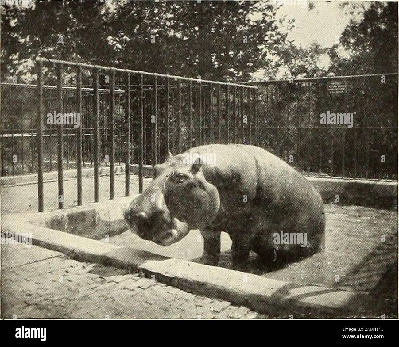 Weighing baby hippopotamus hi-res stock photography and images - Alamy