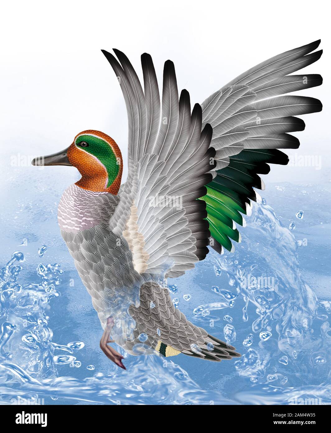 Duck flying realistic illustration Stock Photo - Alamy