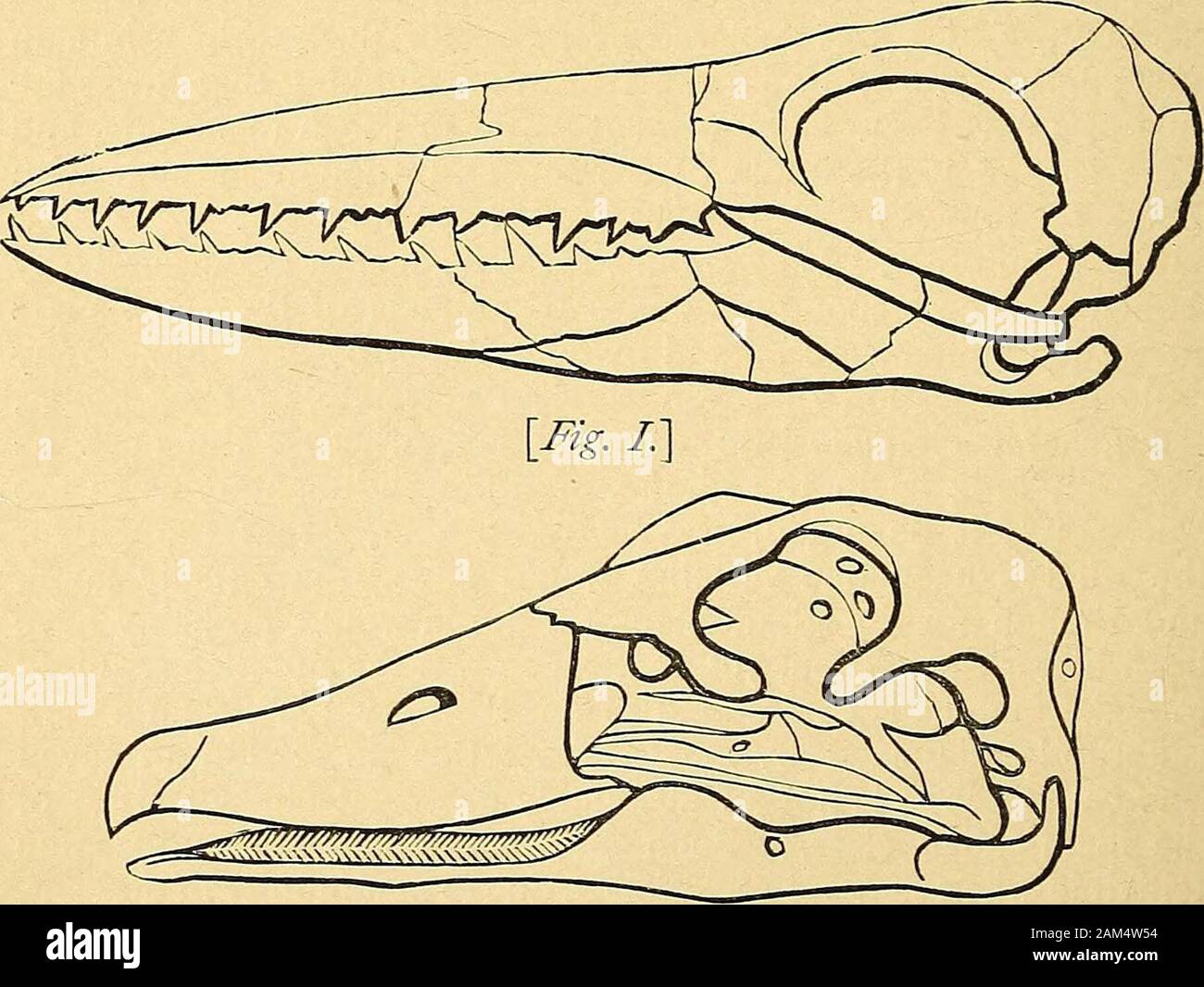 Withered parts hi-res stock photography and images - Alamy