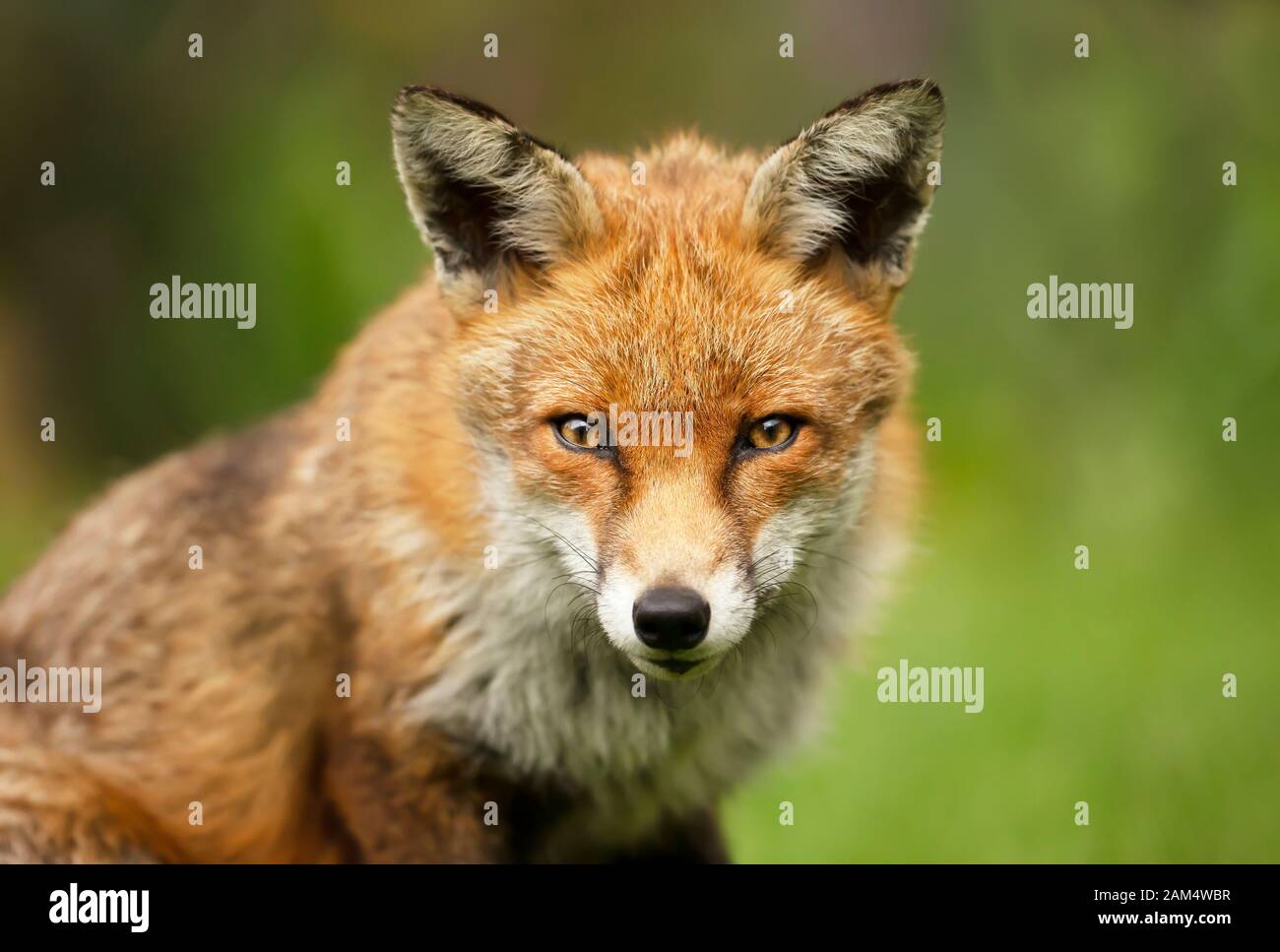 Red fox vulpes vulpes headshot hi-res stock photography and images - Alamy