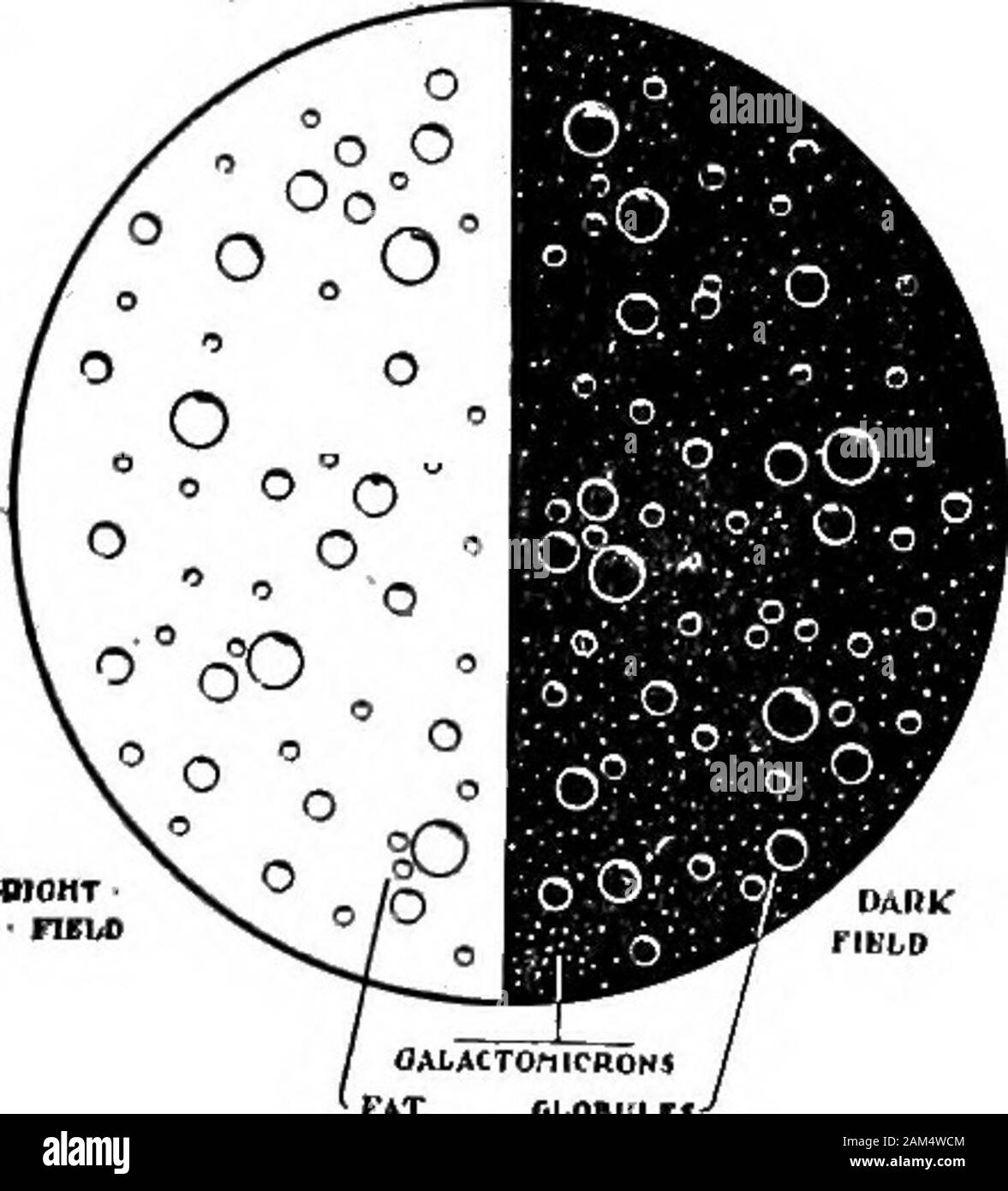 Friedrich Miescher Nuclein