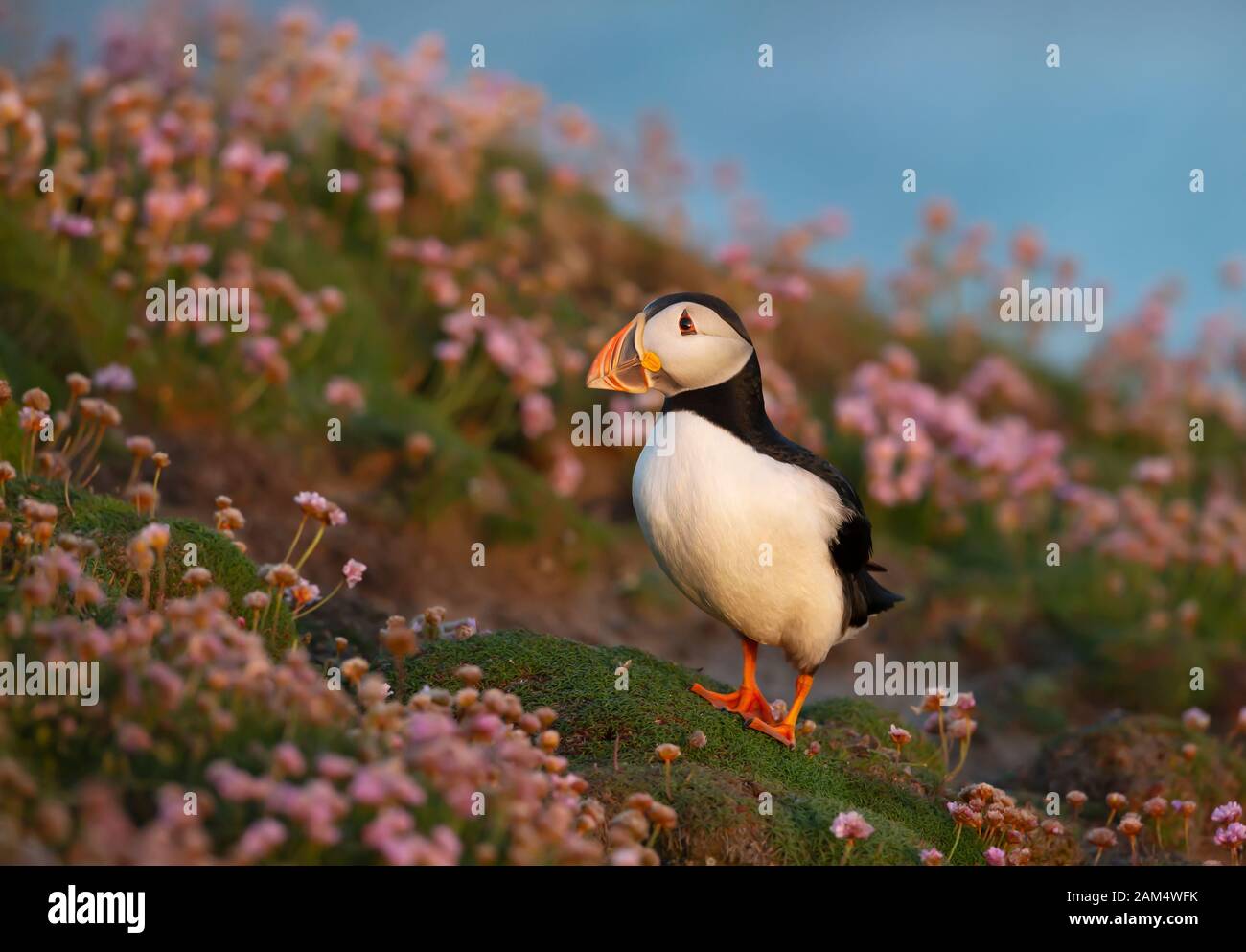 Close up of Atlantic puffin standing in pink thrift, Fair isle ...