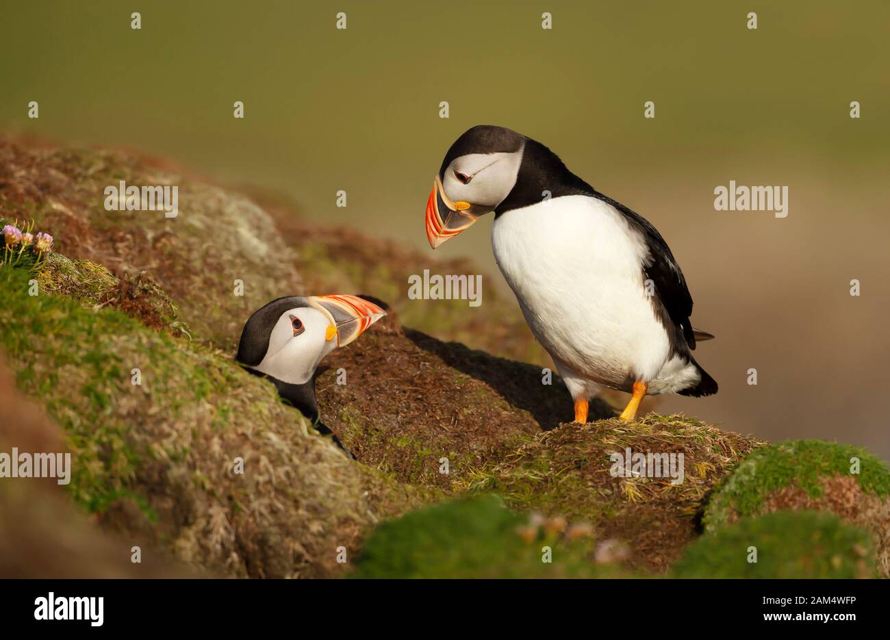 Courtship ritual of Atlantic puffins next to a burrow, Scotland, UK ...