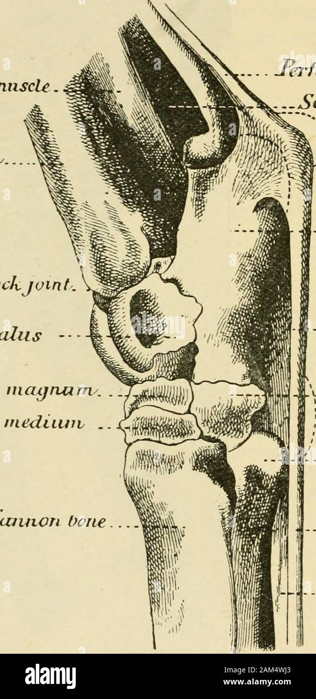 Veterinary notes for horse owners : a manual of horse medicine and ...