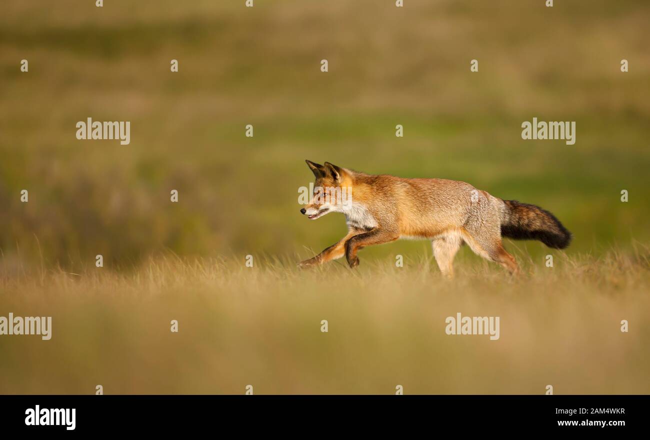 Running foxes hi-res stock photography and images - Alamy