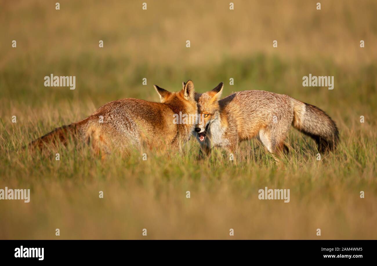 Two red foxes cute hi-res stock photography and images - Alamy