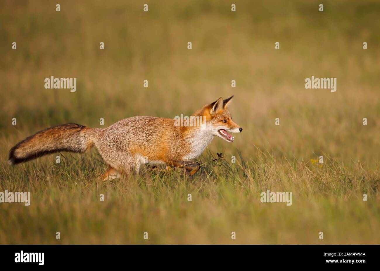 Red fox vulpes vulpes running hi-res stock photography and images - Alamy