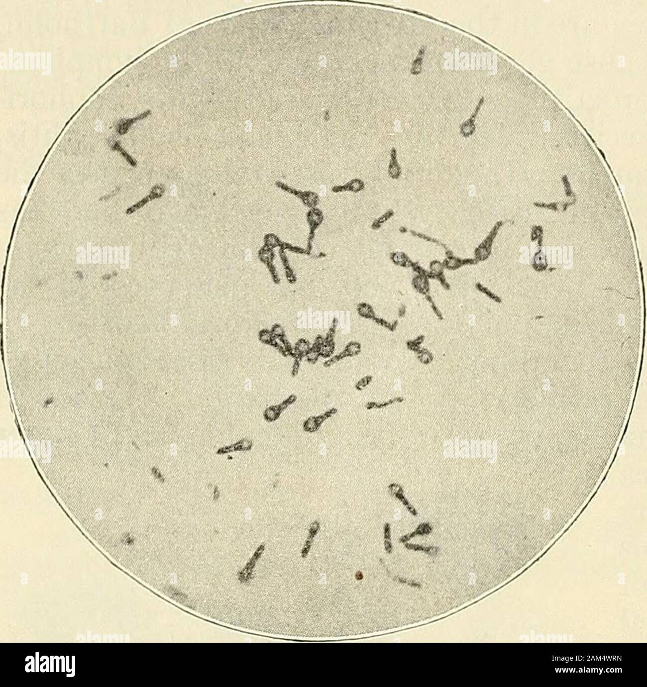 Facultative saprophyte hi-res stock photography and images - Alamy