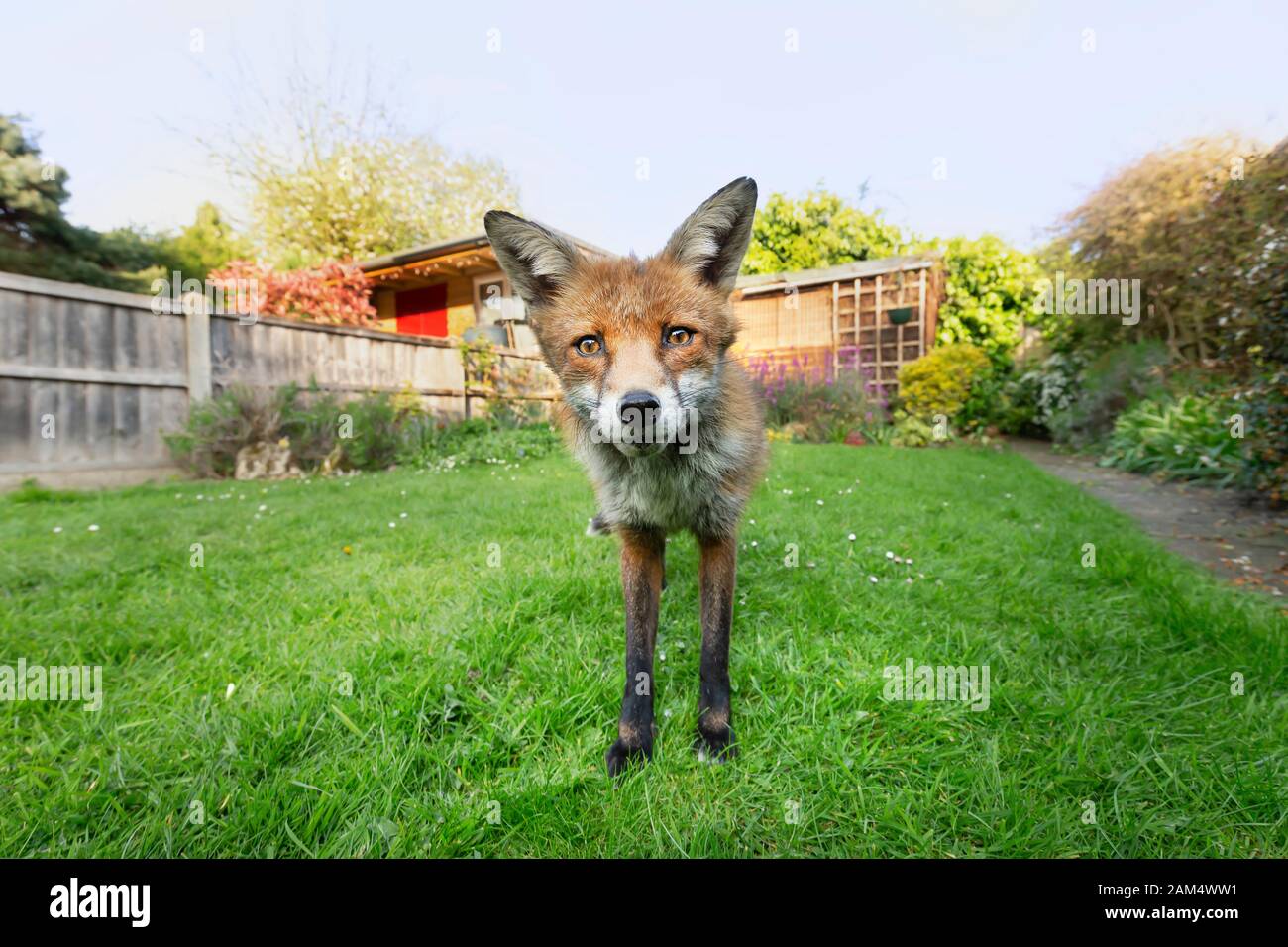 Habitat for animals in the garden hi-res stock photography and images ...
