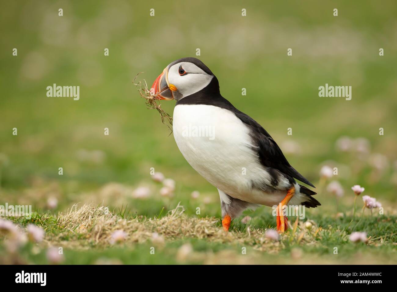 Atlantic Puffin Nest High Resolution Stock Photography and Images - Alamy
