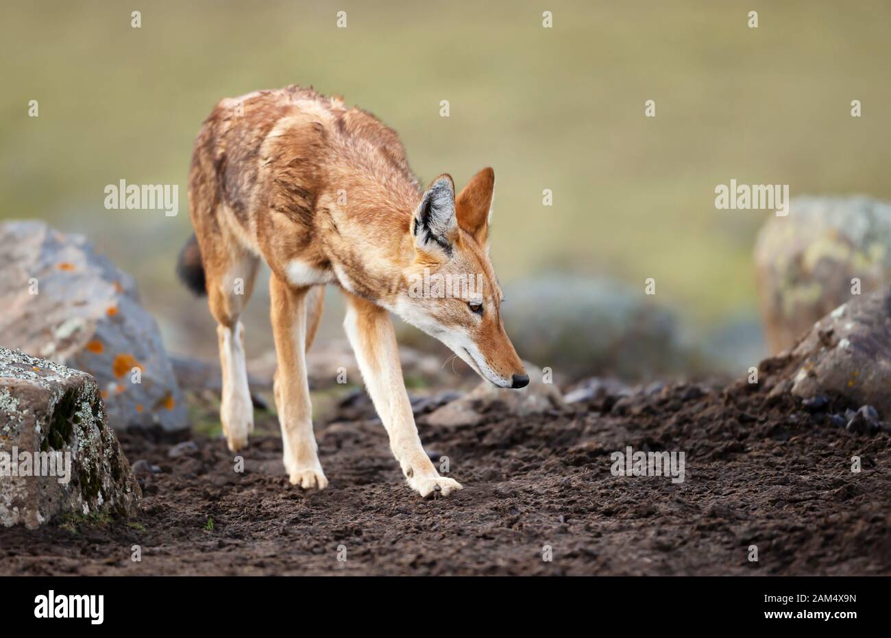 Close up of a rare and endangered Ethiopian wolf (Canis simensis) in ...