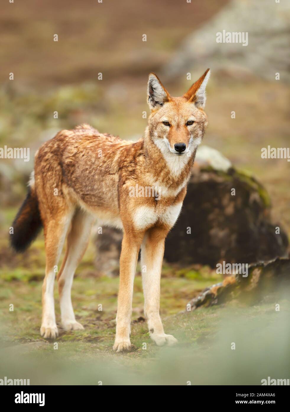Close up of a rare and endangered Ethiopian wolf (Canis simensis) in ...