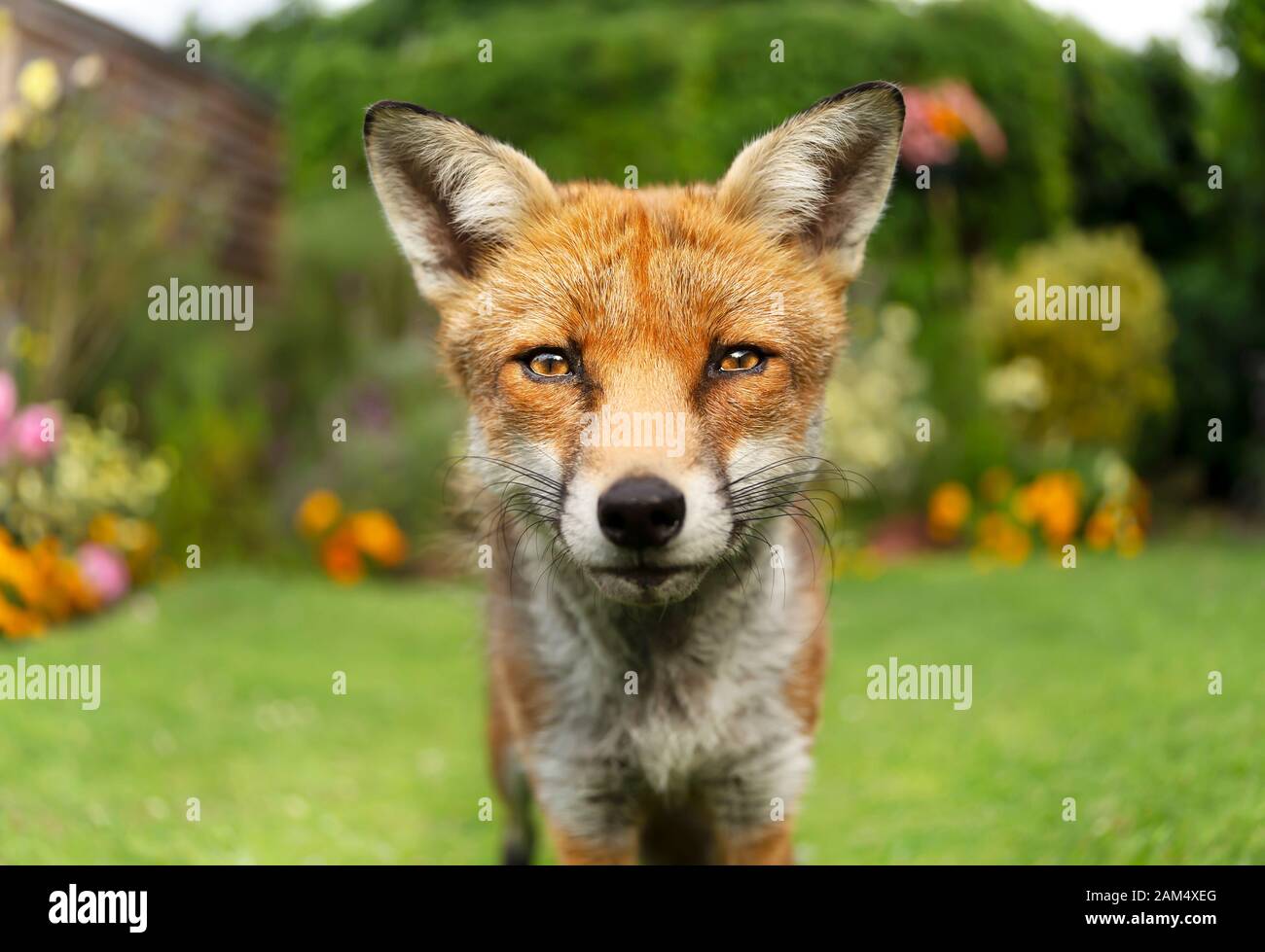 Fox cute uk hi-res stock photography and images - Alamy