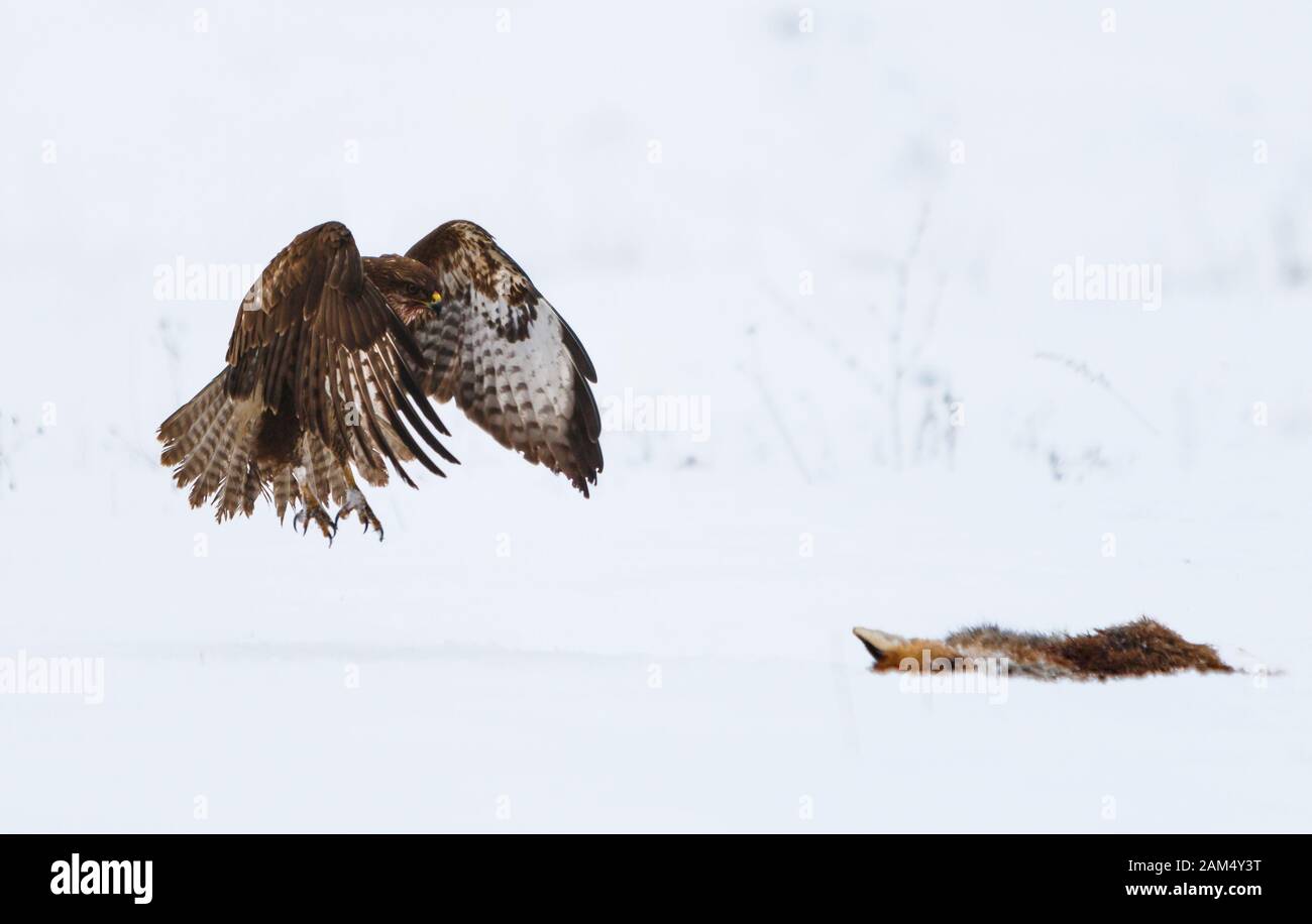 Buzzard hunting hi-res stock photography and images - Alamy