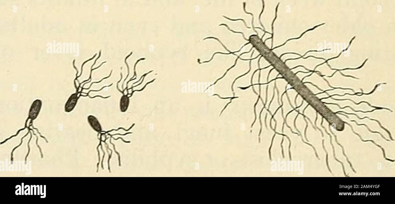 Saprophytes saprophytic hi-res stock photography and images - Alamy