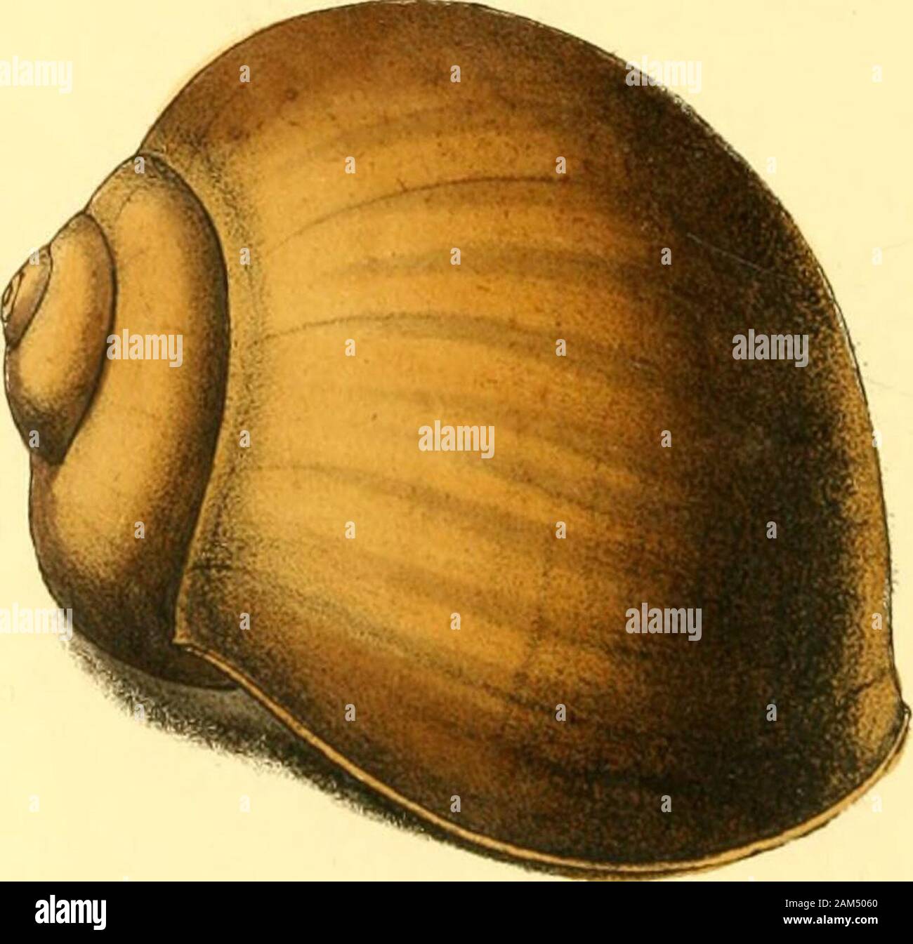 Ampullaria apple snail figures hi-res stock photography and images - Alamy