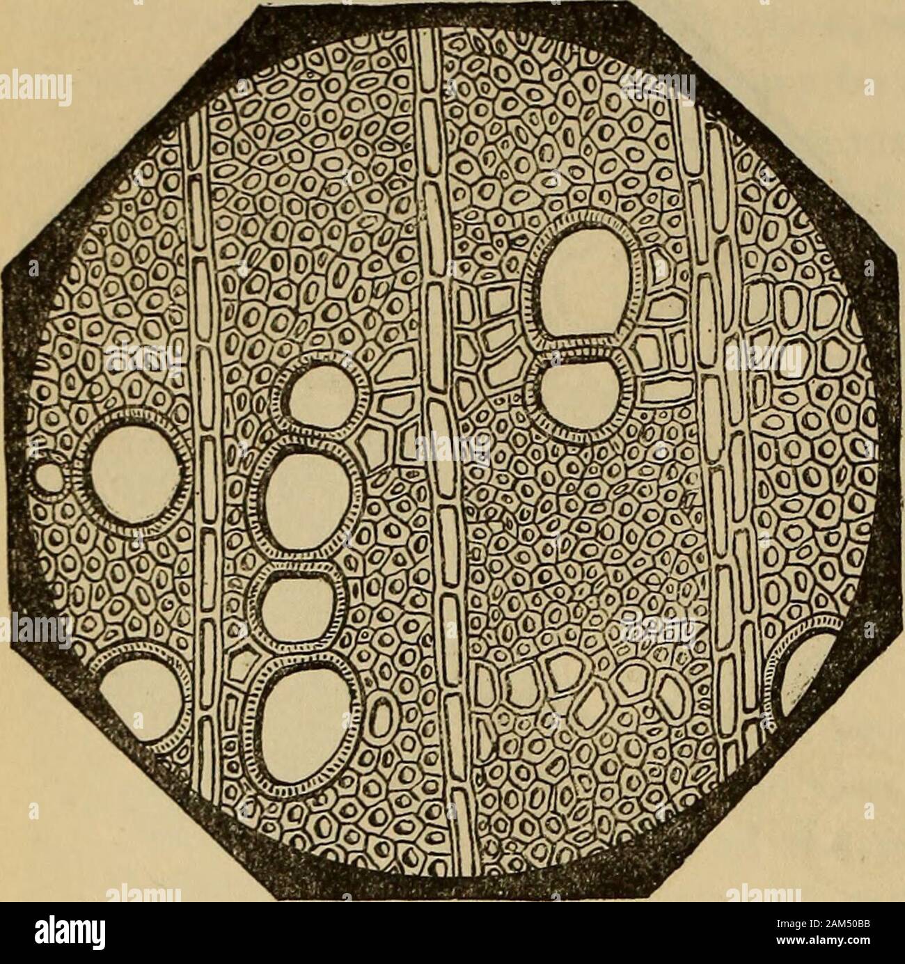 Tangential section hi-res stock photography and images - Alamy