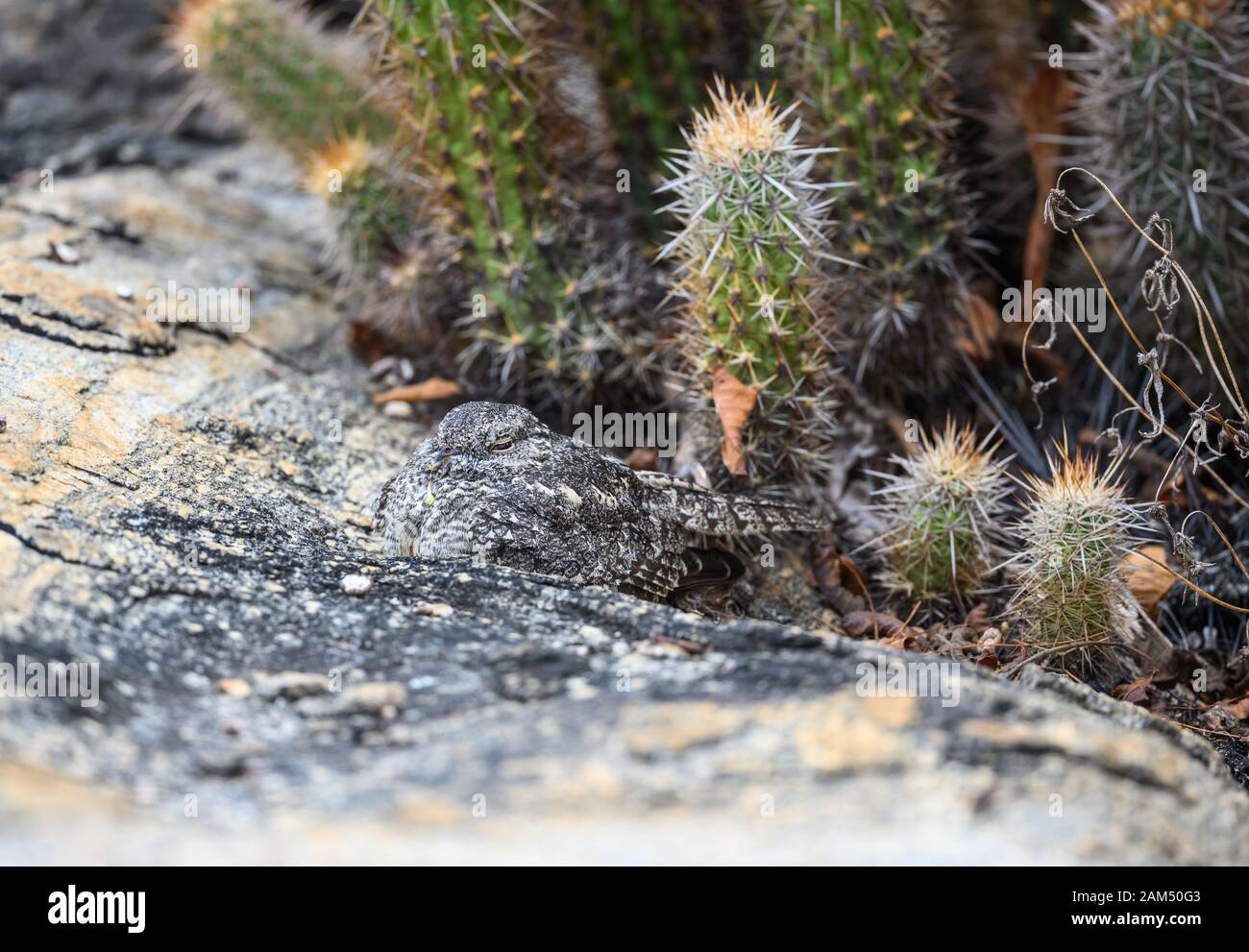 American nightjar hi-res stock photography and images - Alamy