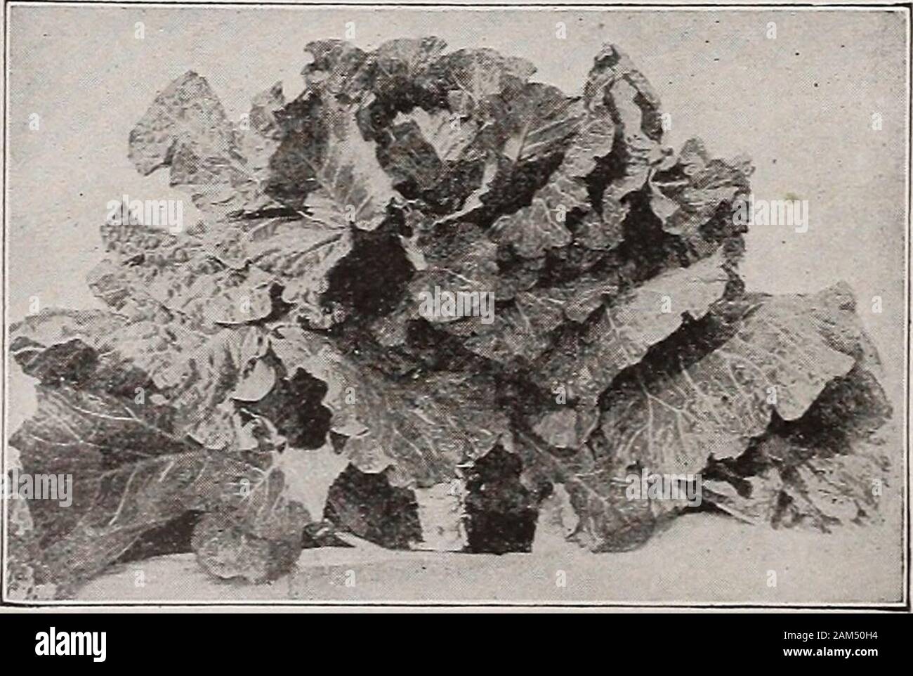 Row lard hi-res stock photography and images - Alamy